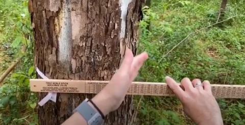 Forestry 101 | Forestry and Natural Resources